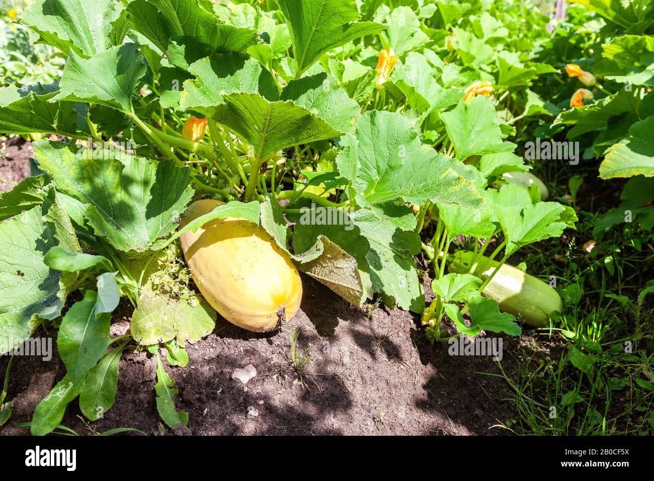 Large yellow zucchini with green leaves growing in the garden of farmer ...