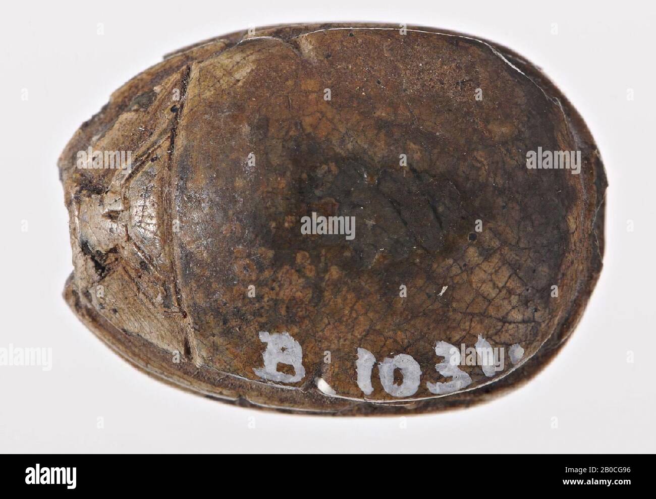 scarab, Horus, crocodile, papyrus, seal, scarab, faience, 1,8 cm, Egypt ...