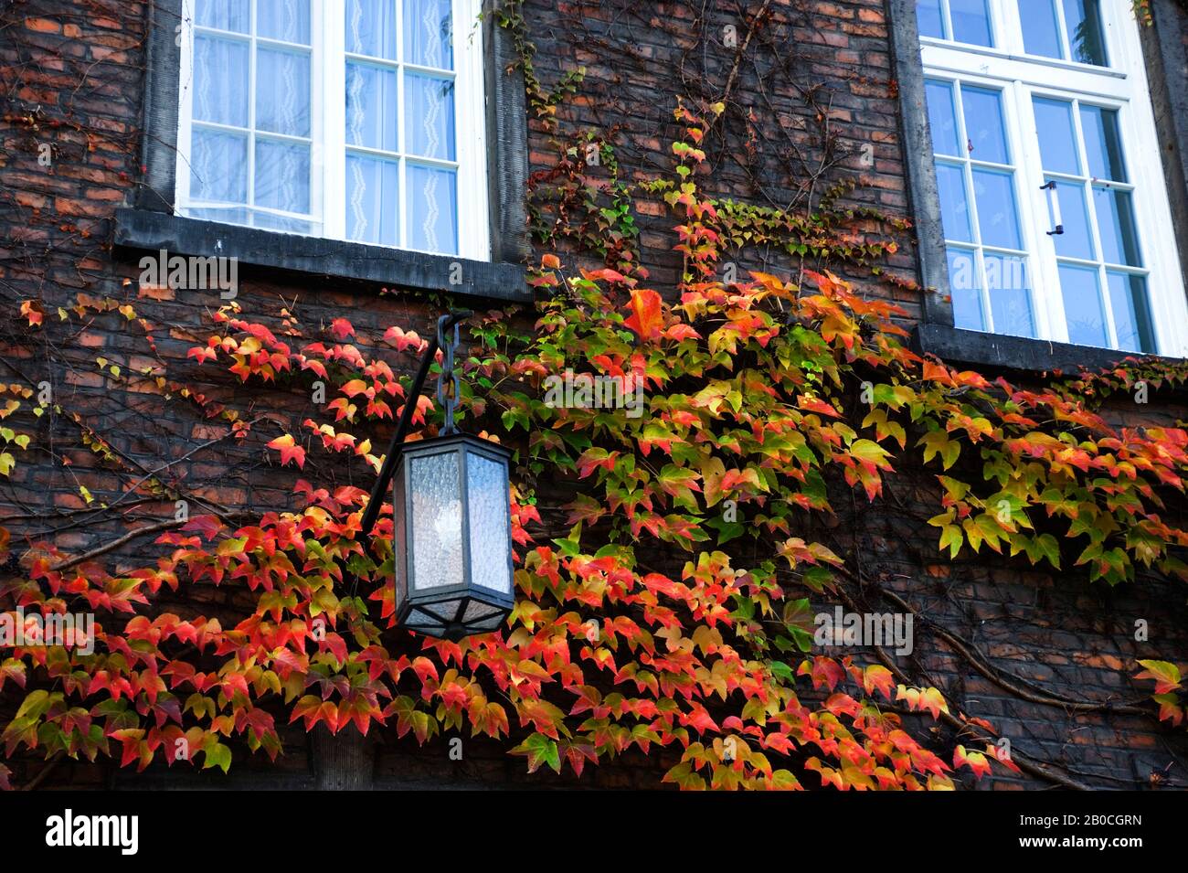POLAND, KRAKOW, WAWEL CASTLE, GRAPEVINE IN FALL COLORS Stock Photo - Alamy
