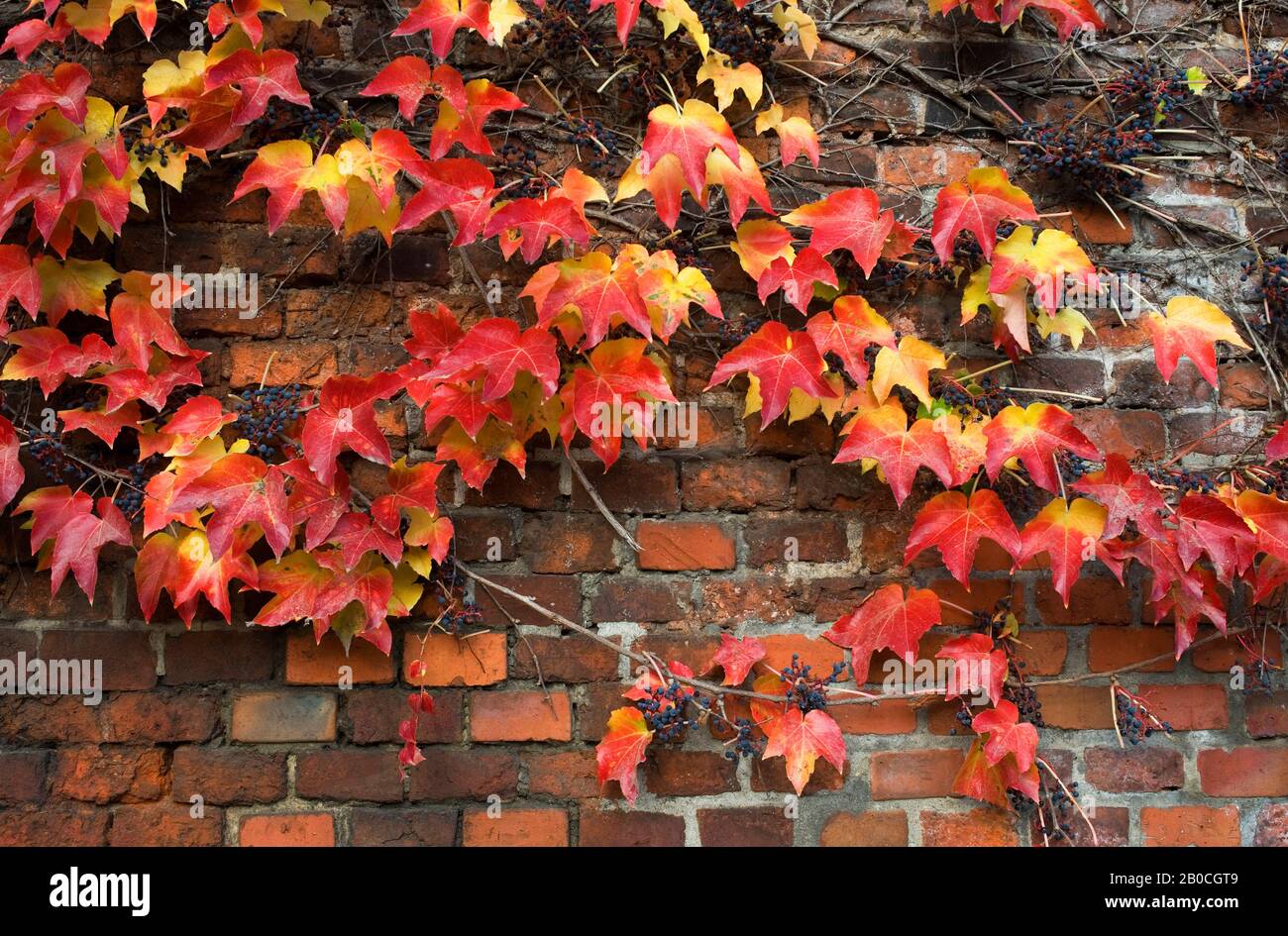 Leaves wawel castle hi-res stock photography and images - Alamy