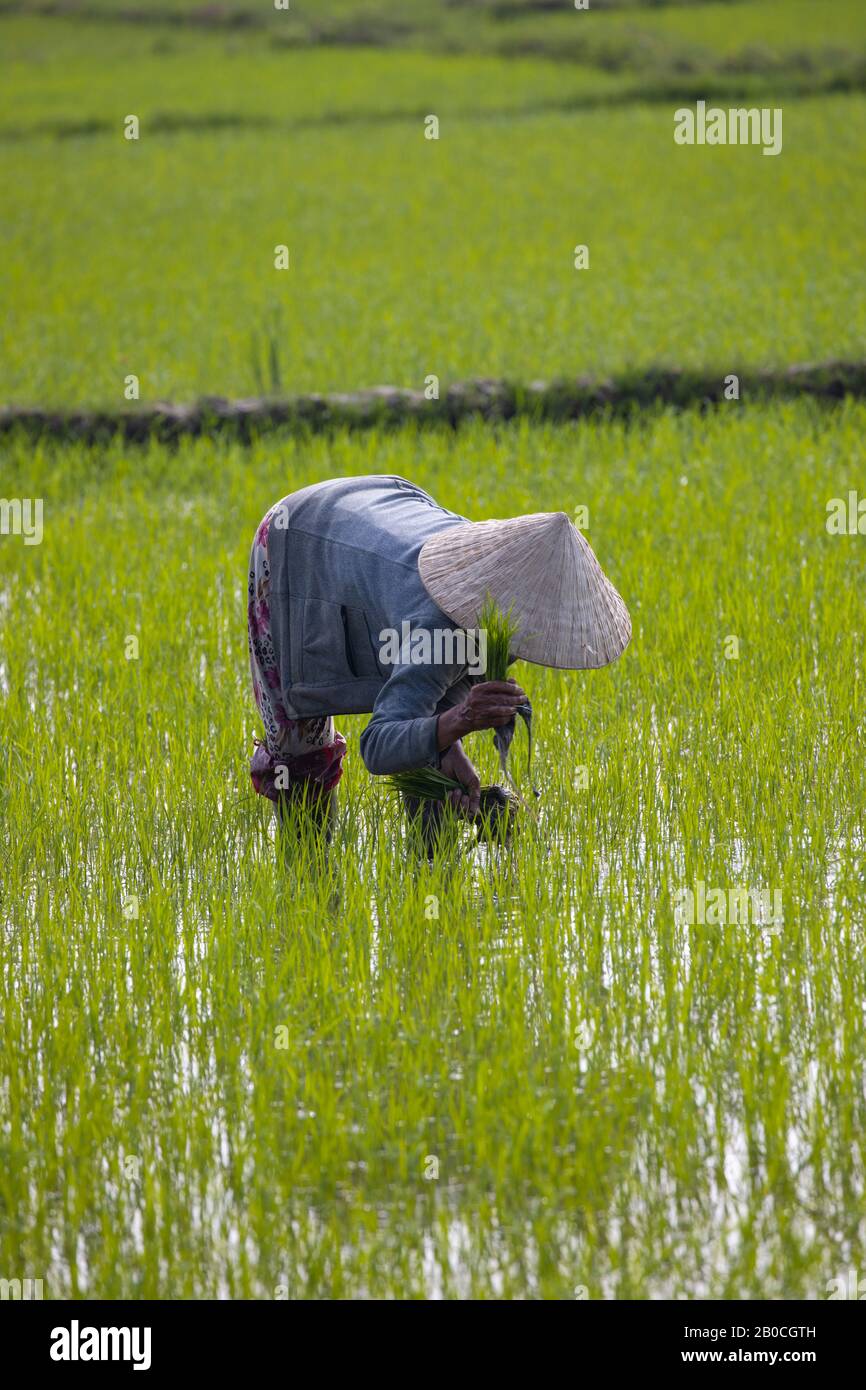 January 11, 2020, Near Hoi An, Vietnam.Agricultural worker works the ...