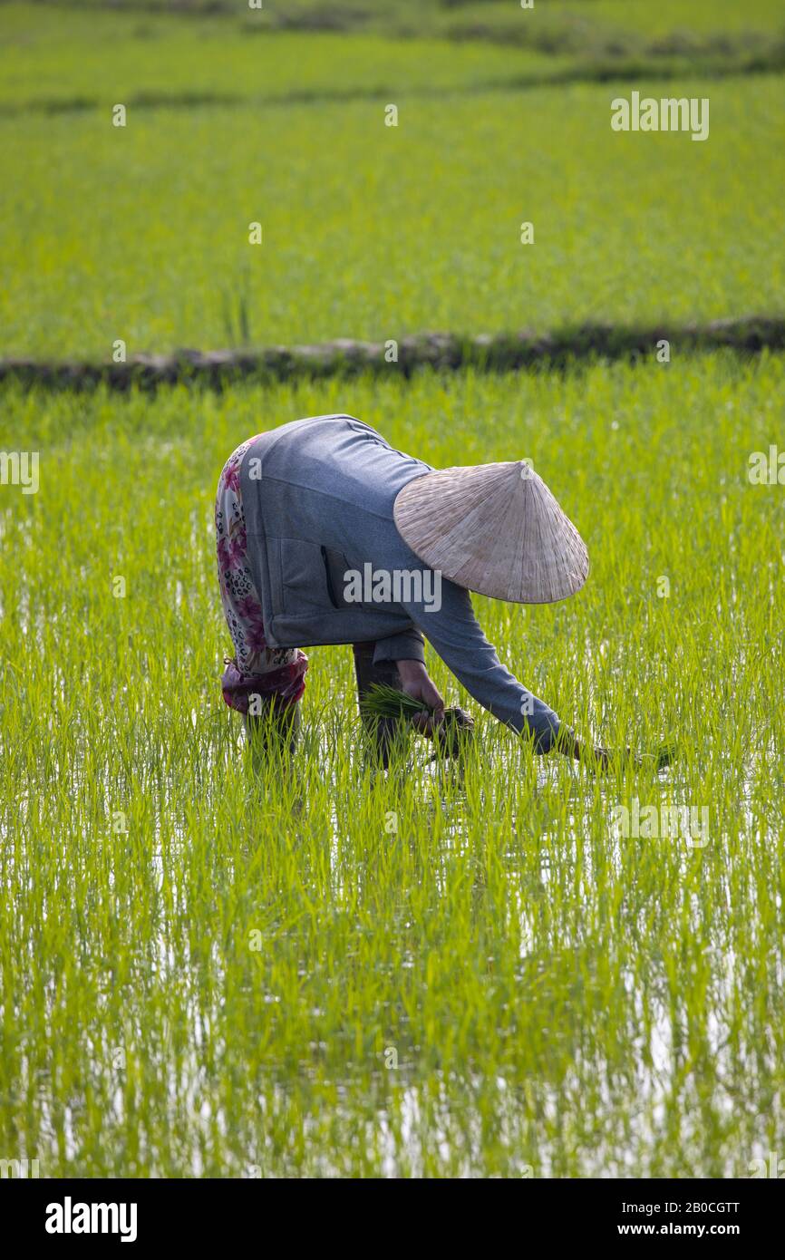 January 11, 2020, Near Hoi An, Vietnam.Agricultural worker works the ...