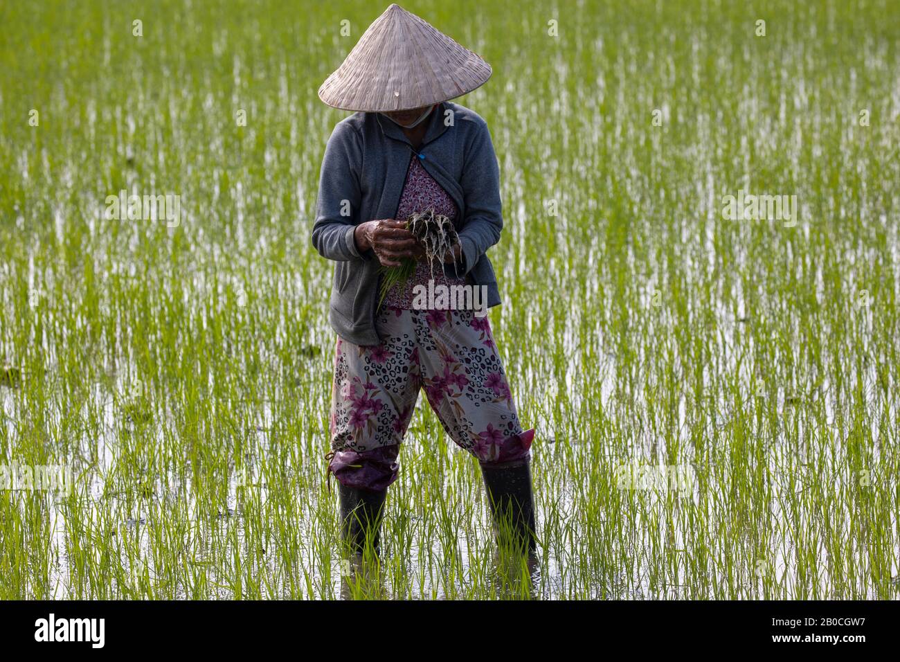 January 11, 2020, Near Hoi An, Vietnam.Agricultural worker works the ...