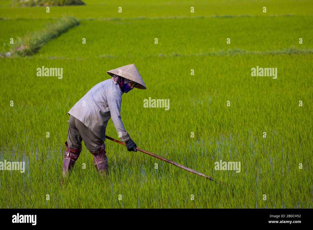January 11, 2020, Near Hoi An, Vietnam.Agricultural worker works the ...