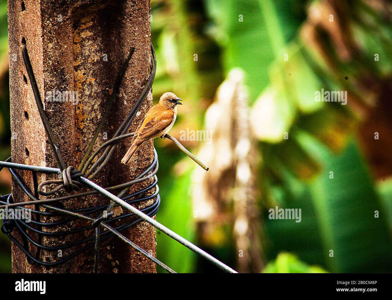 Cameroun bird hi-res stock photography and images - Alamy