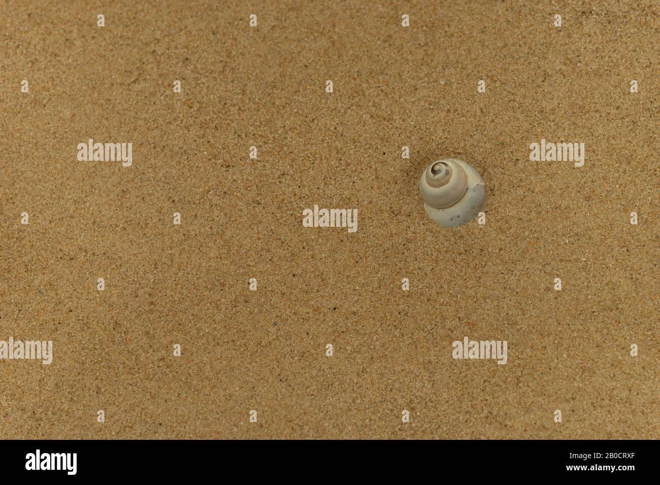 Snail house on the yellow sand Stock Photo - Alamy