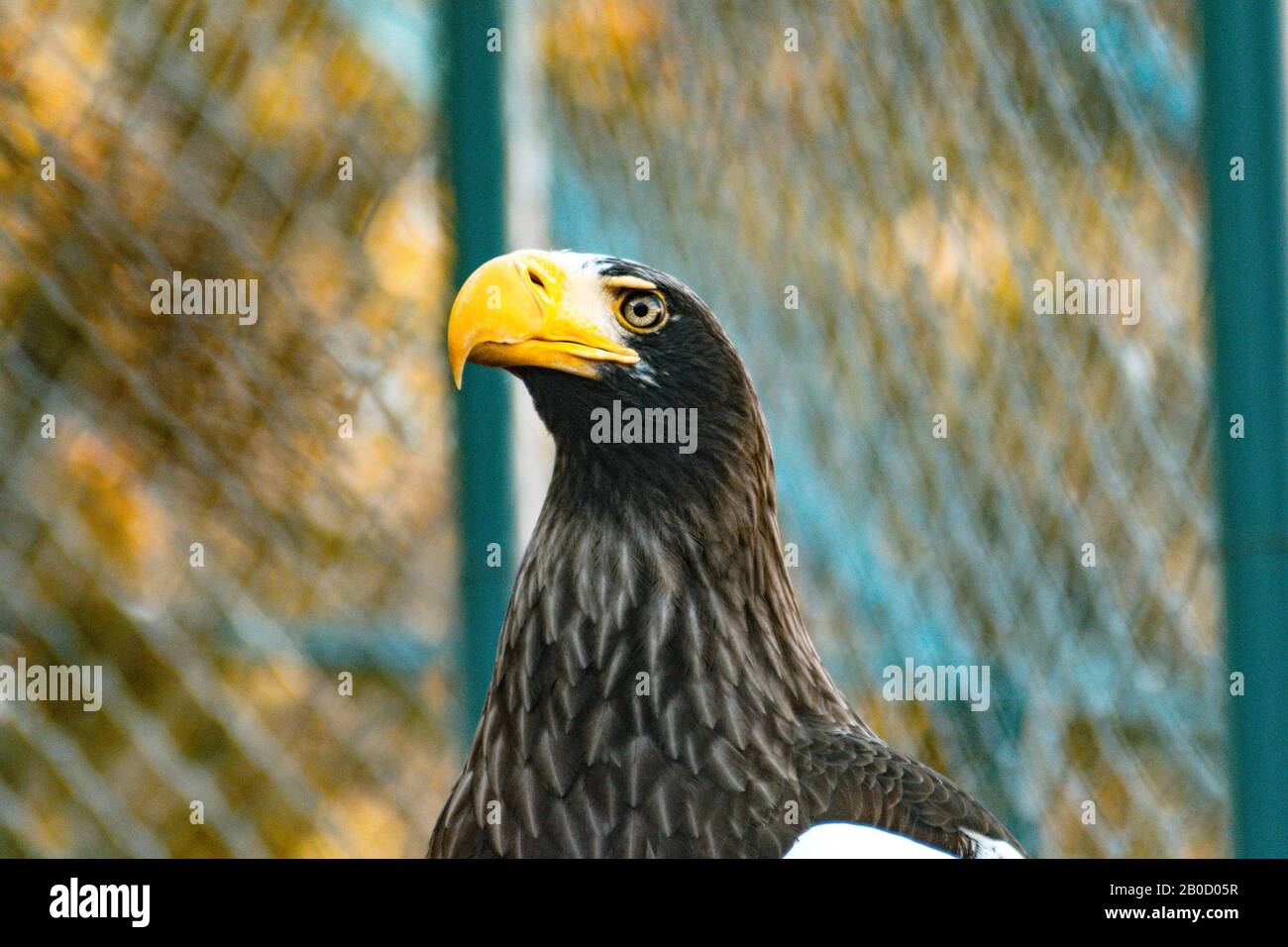 Eagle photo. Zoo Wildlife Animals Photos Closeups Stock Photo - Alamy