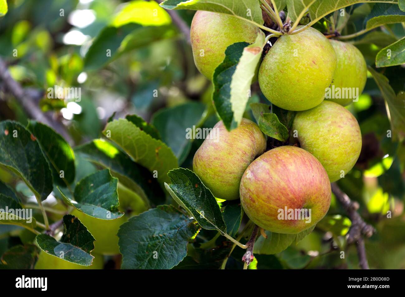 Fruit growing in garden hi-res stock photography and images - Alamy
