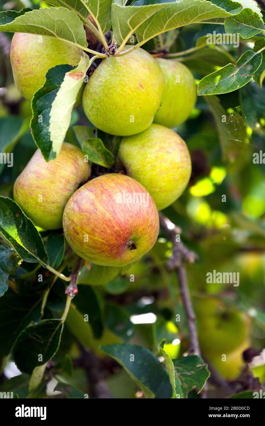 fresh fruit growing in garden. England UK Stock Photo - Alamy