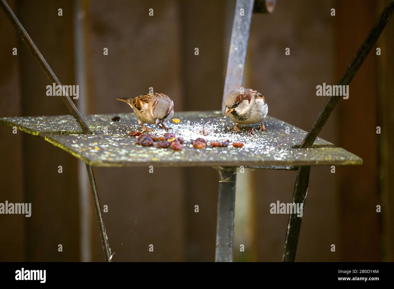 Bird tables hi-res stock photography and images - Alamy