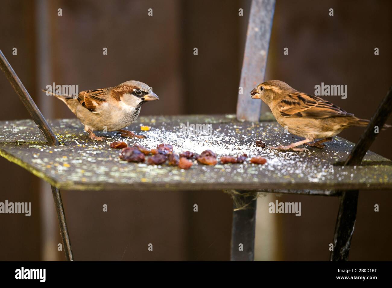 Bird tables hi-res stock photography and images - Alamy