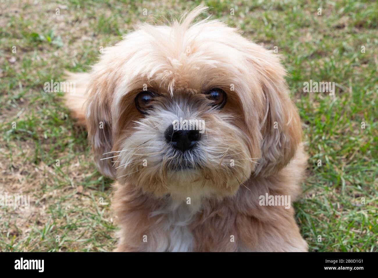 Lying lhasa apso hi-res stock photography and images - Alamy