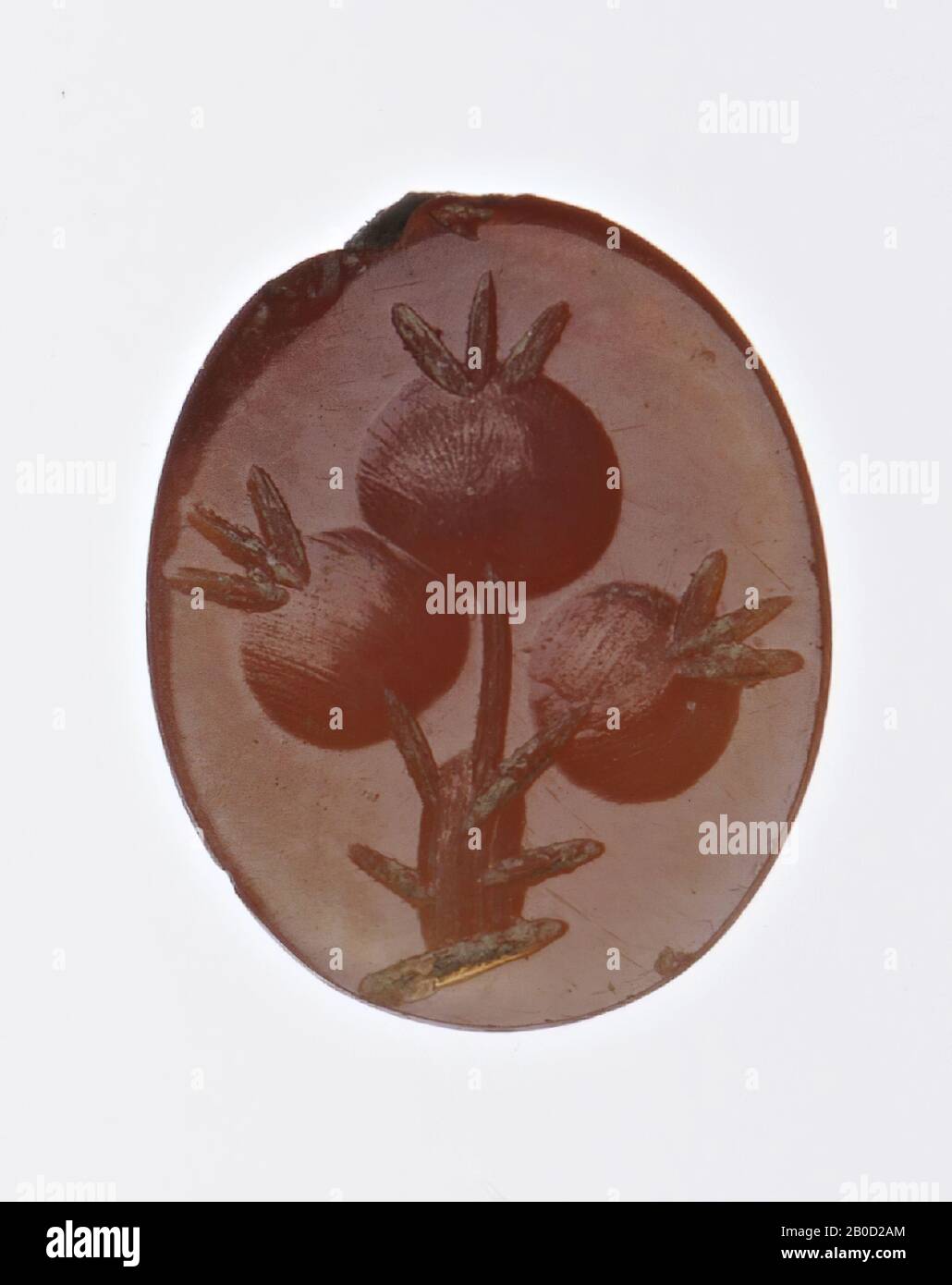 Poppy bulbs hi-res stock photography and images - Alamy