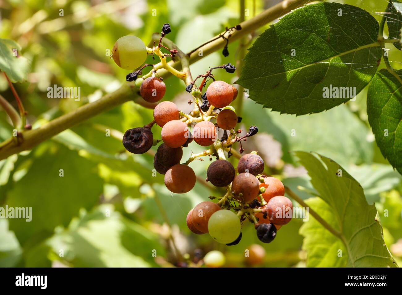 Bunch of rotten grapes on a vine in an orchard during summer Stock ...