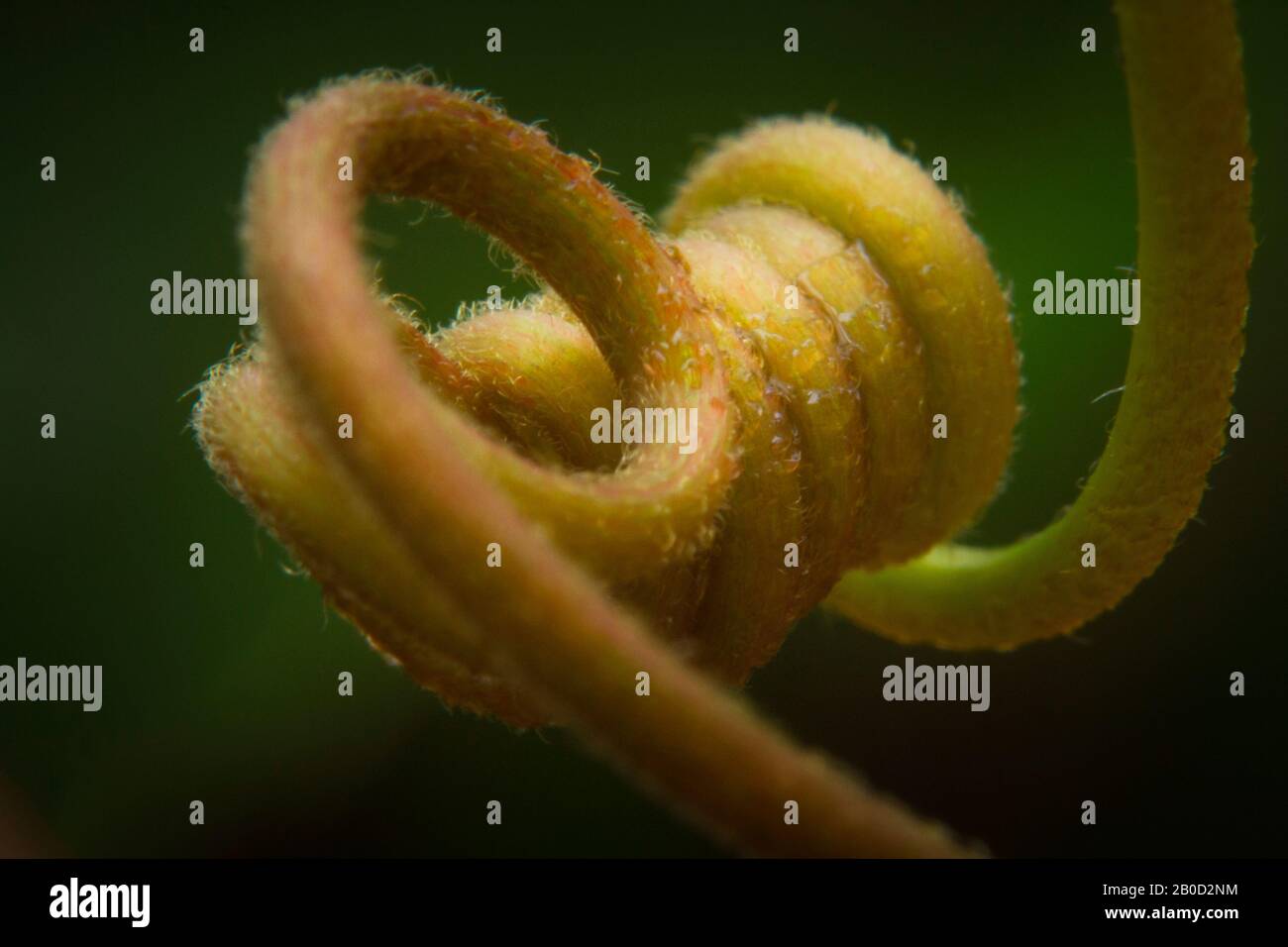 Passion flower climbing tendril hi-res stock photography and images - Alamy