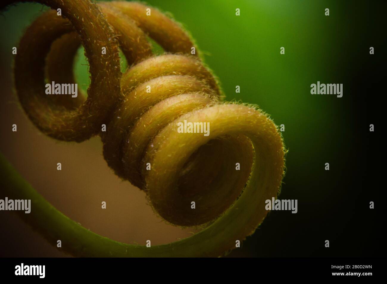 Macro shot red passion plant climbing parts tendril, red passion ...