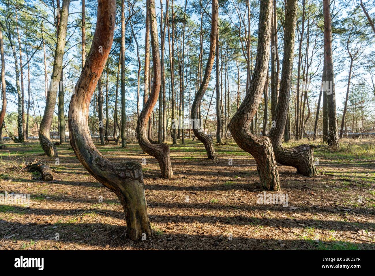 Crooked forest hi-res stock photography and images - Alamy