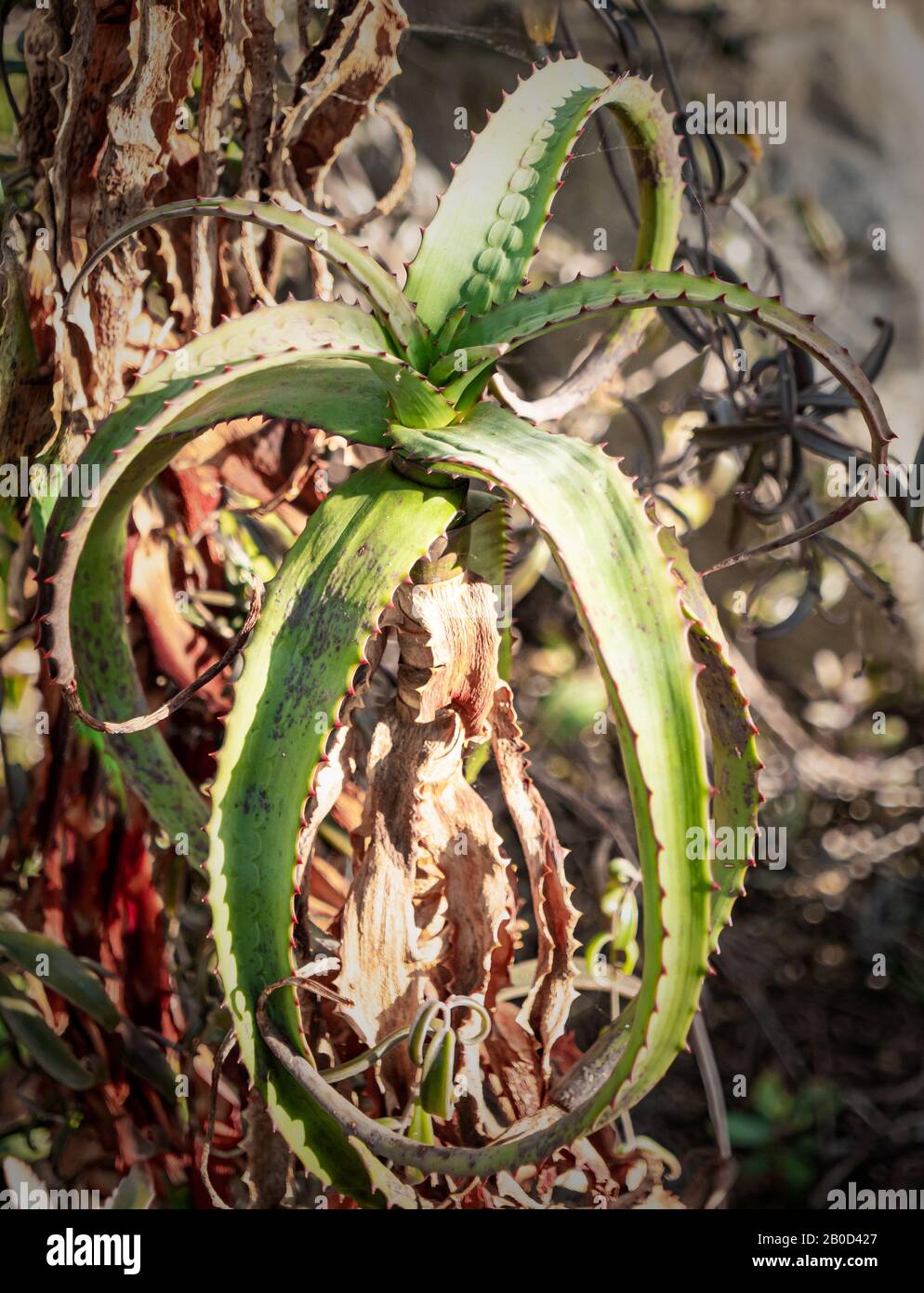 Cacti growing in a tree in the glasshouse at Kew Gardens, Richmond ...