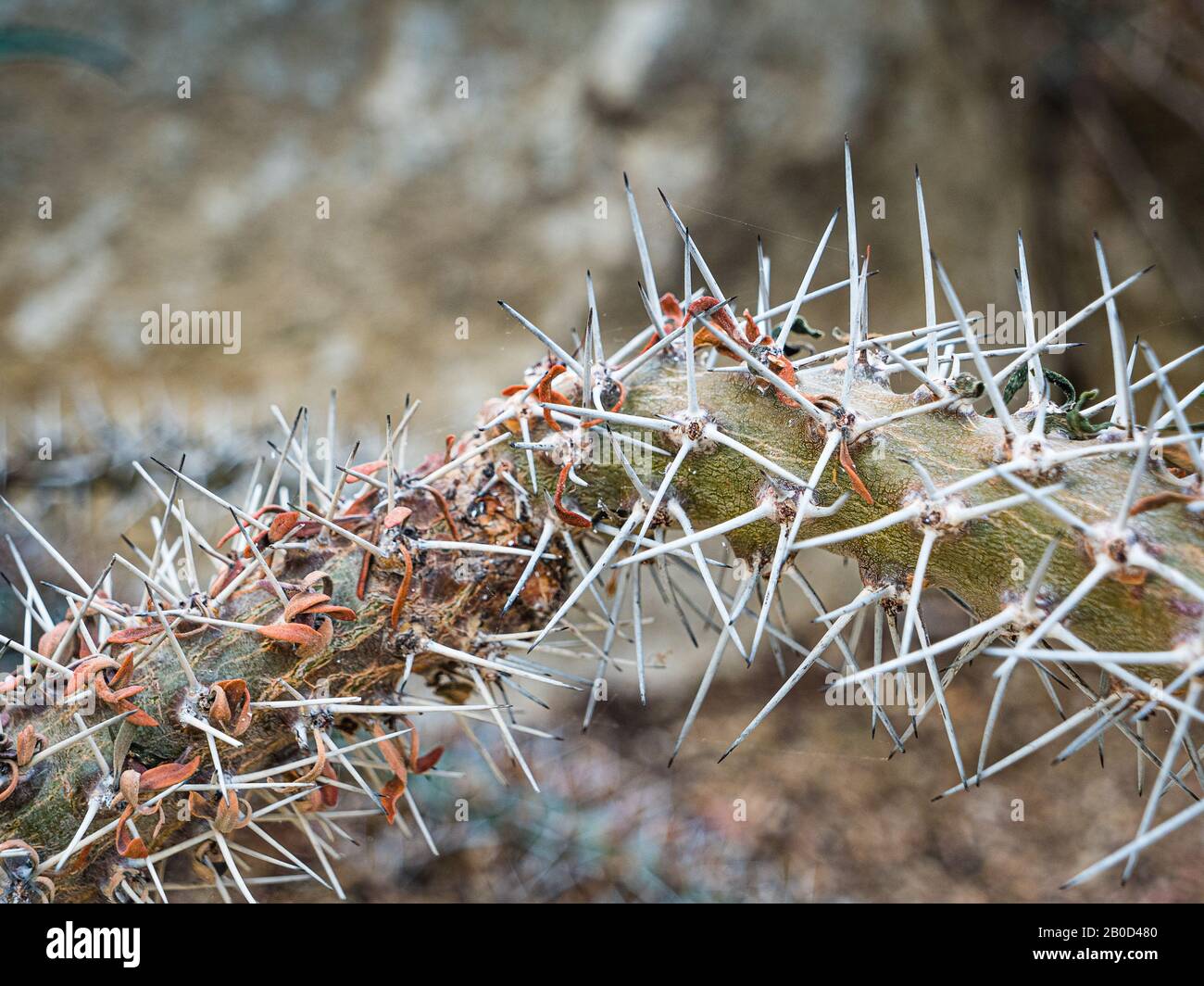 Spikes from a creeping cacti in the glasshouse at Kew Gardens, Richmond ...