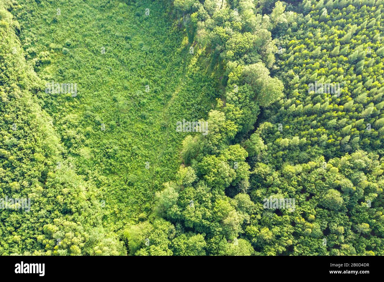 Top down aerial view of green summer forest with large area of cut down ...