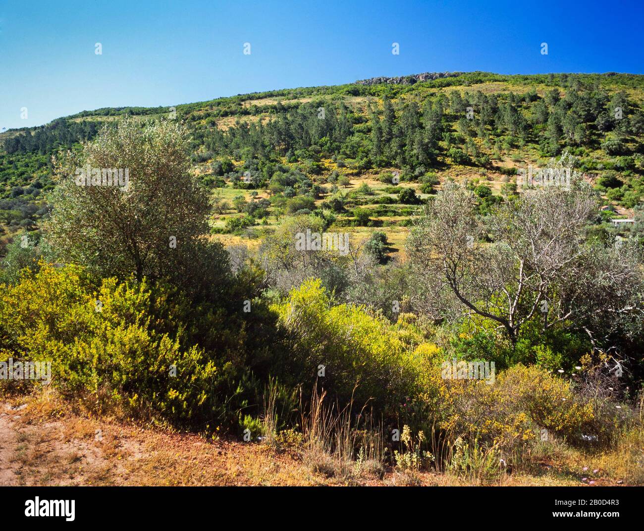 Grassland with trees hi-res stock photography and images - Alamy