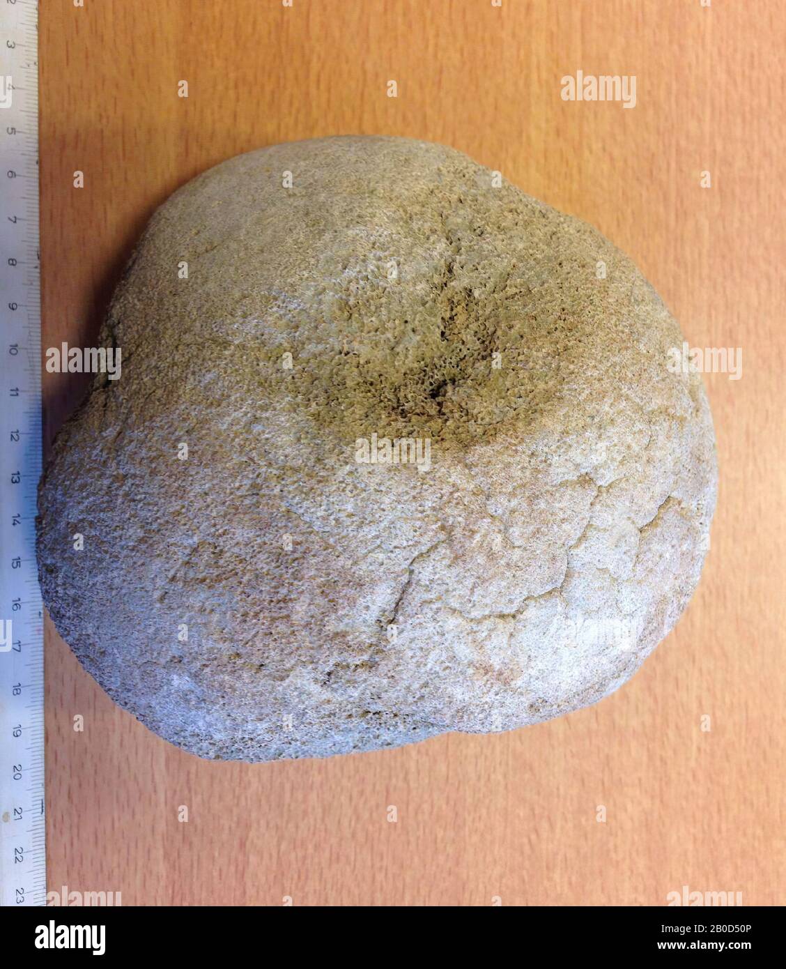 Spongy bone hi-res stock photography and images - Alamy