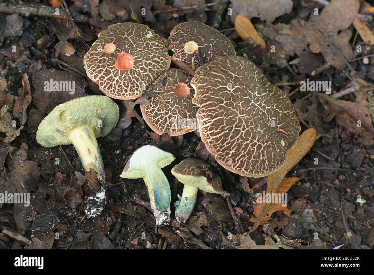 Xerocomellus cisalpinus, the bluefoot bolete, (previously called ...