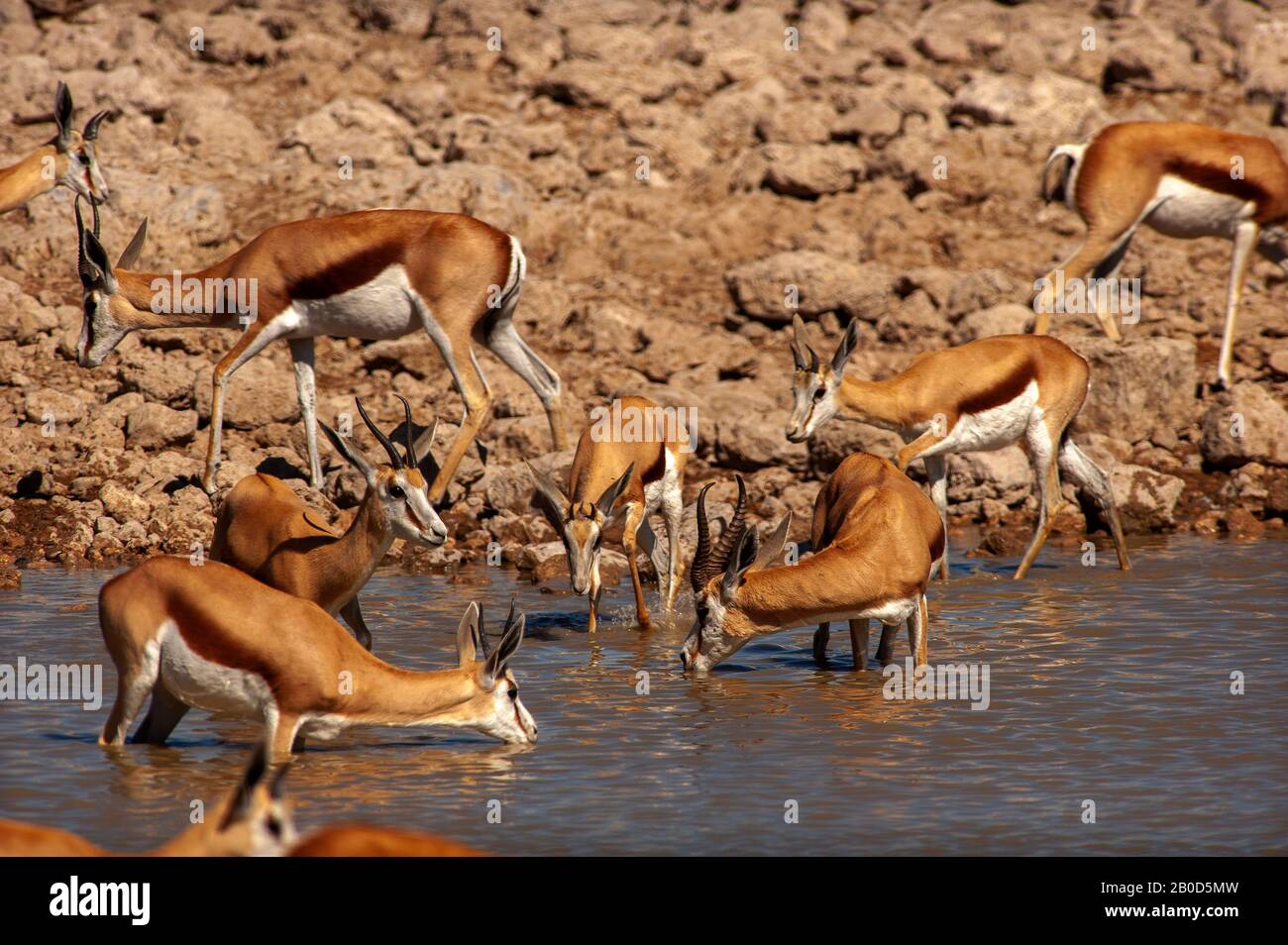 Springboks drinking at Okaukuejo waterhole, Etosha National Park ...