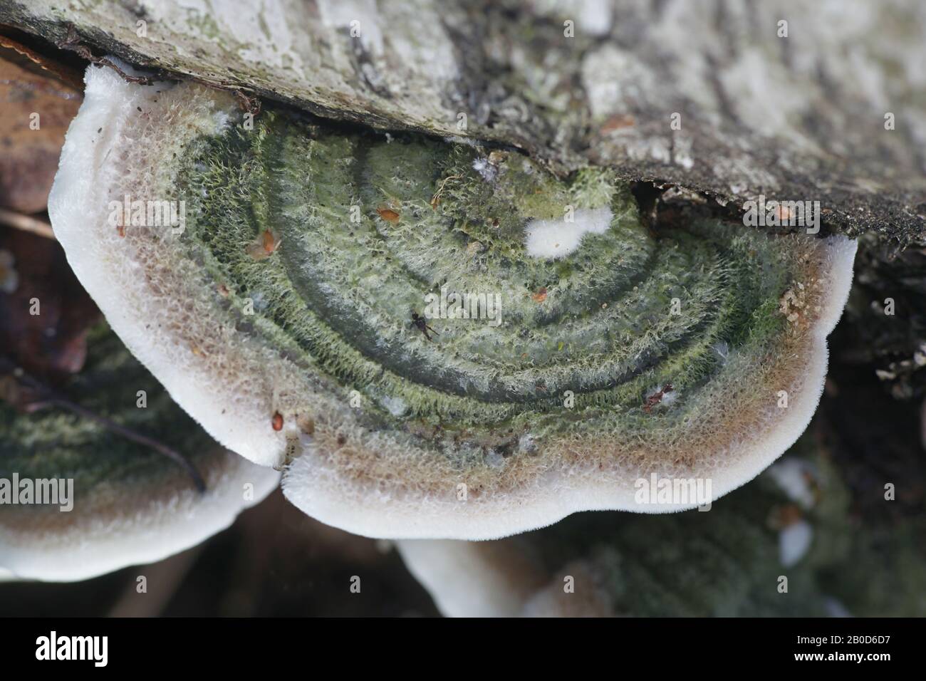 Cerrena unicolor commonly known hi-res stock photography and images - Alamy