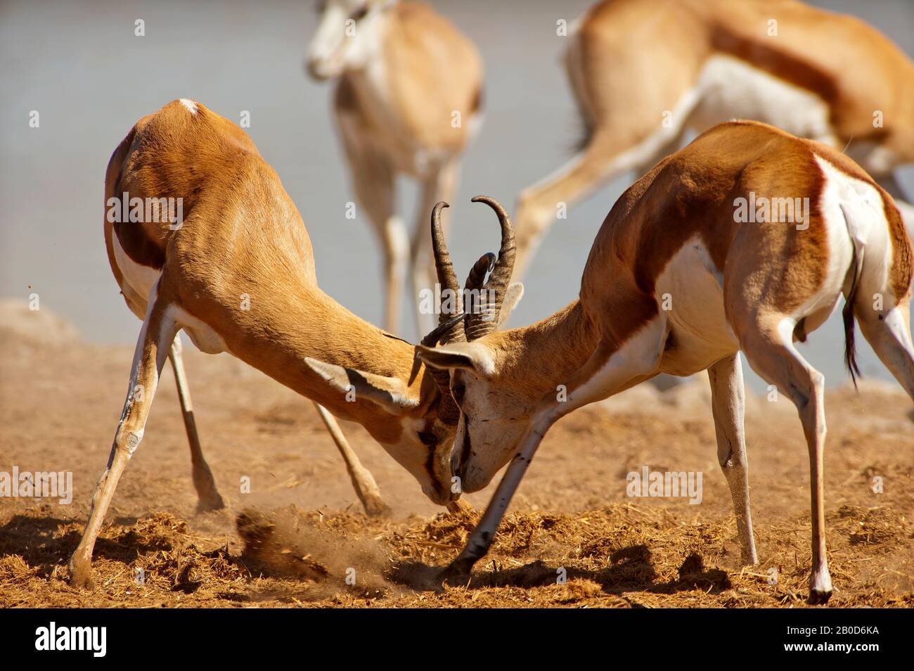 Springbok fighting at Okaukuejo waterhole, Etosha |National Park ...