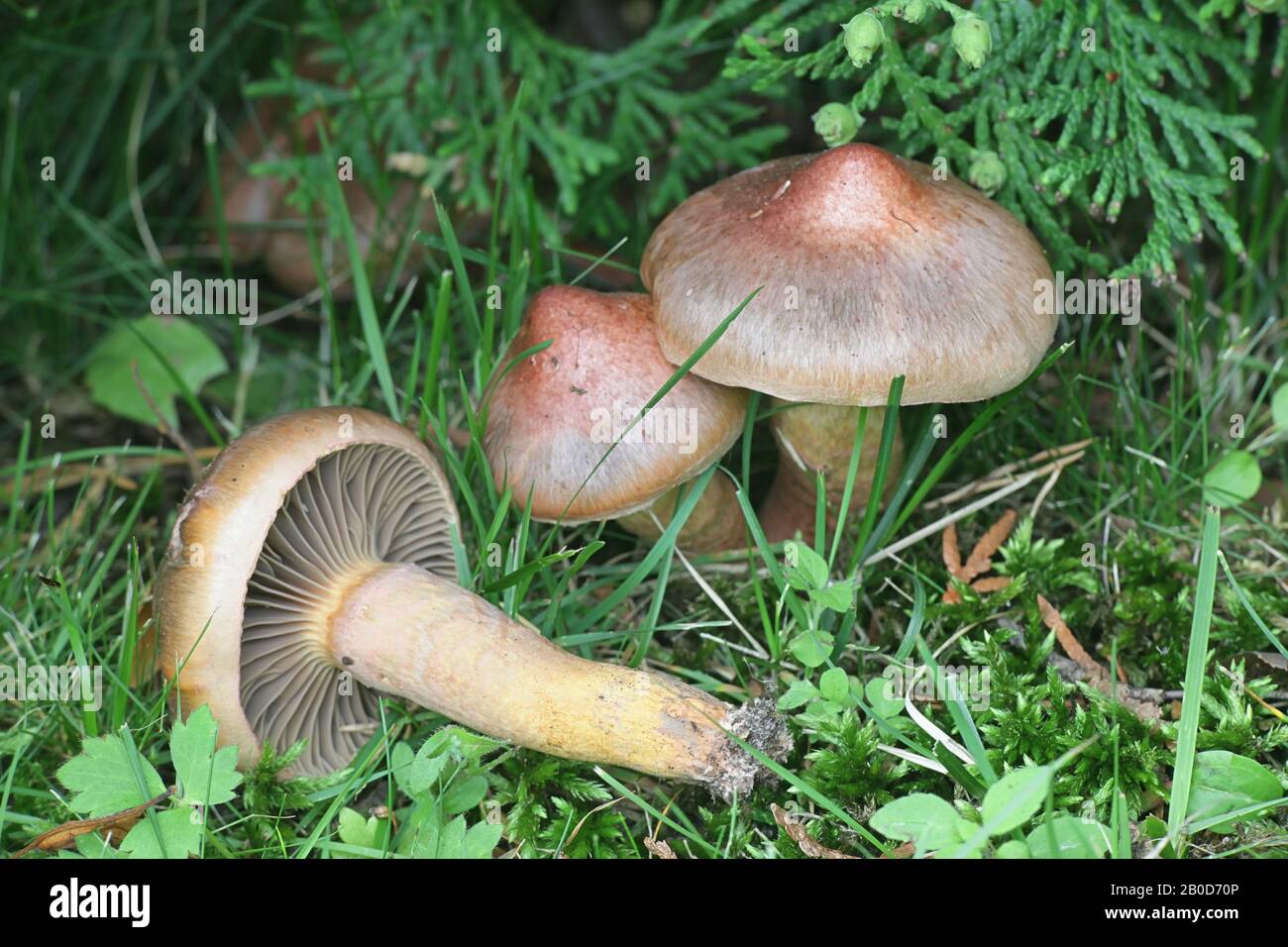 Gomphidius rutilus (Chroogomphus rutilus coll.), known as the copper ...