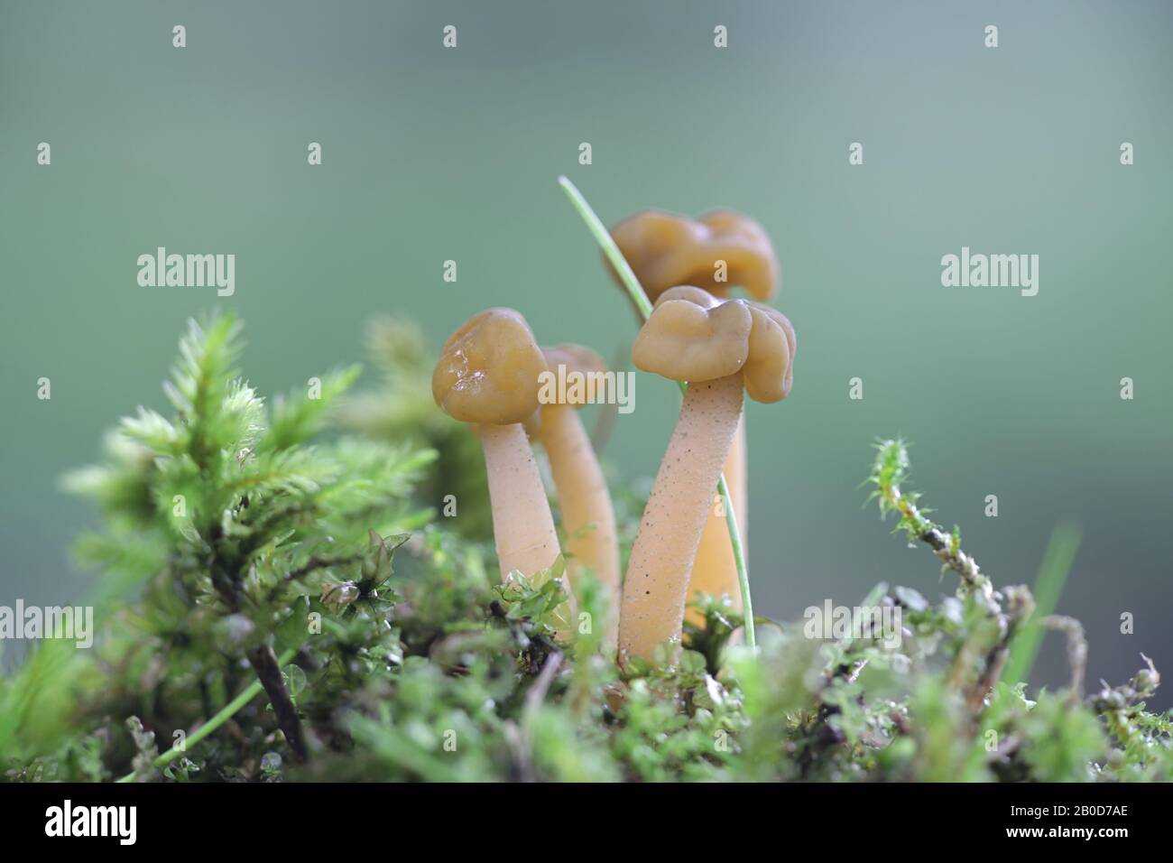 Leotia lubrica, commonly referred to as a jelly baby or jellybaby, wild ...
