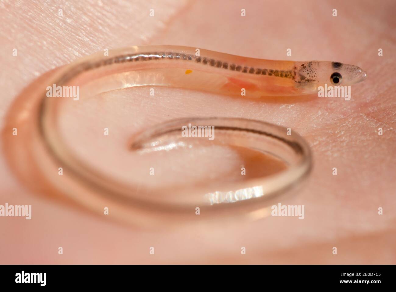 Sargasso sea eel hi-res stock photography and images - Alamy