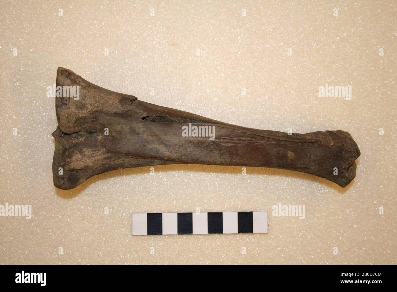 Bone, leg bone, bone, leg bone, organic, bone, L: 18 cm, Switzerland ...
