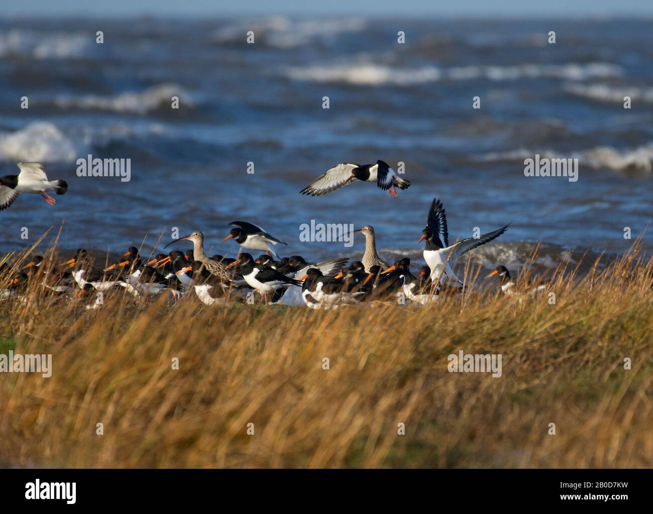 In roosting flight hi-res stock photography and images - Alamy