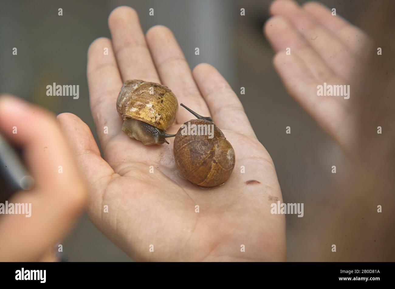 Handful of Snails Stock Photo - Alamy