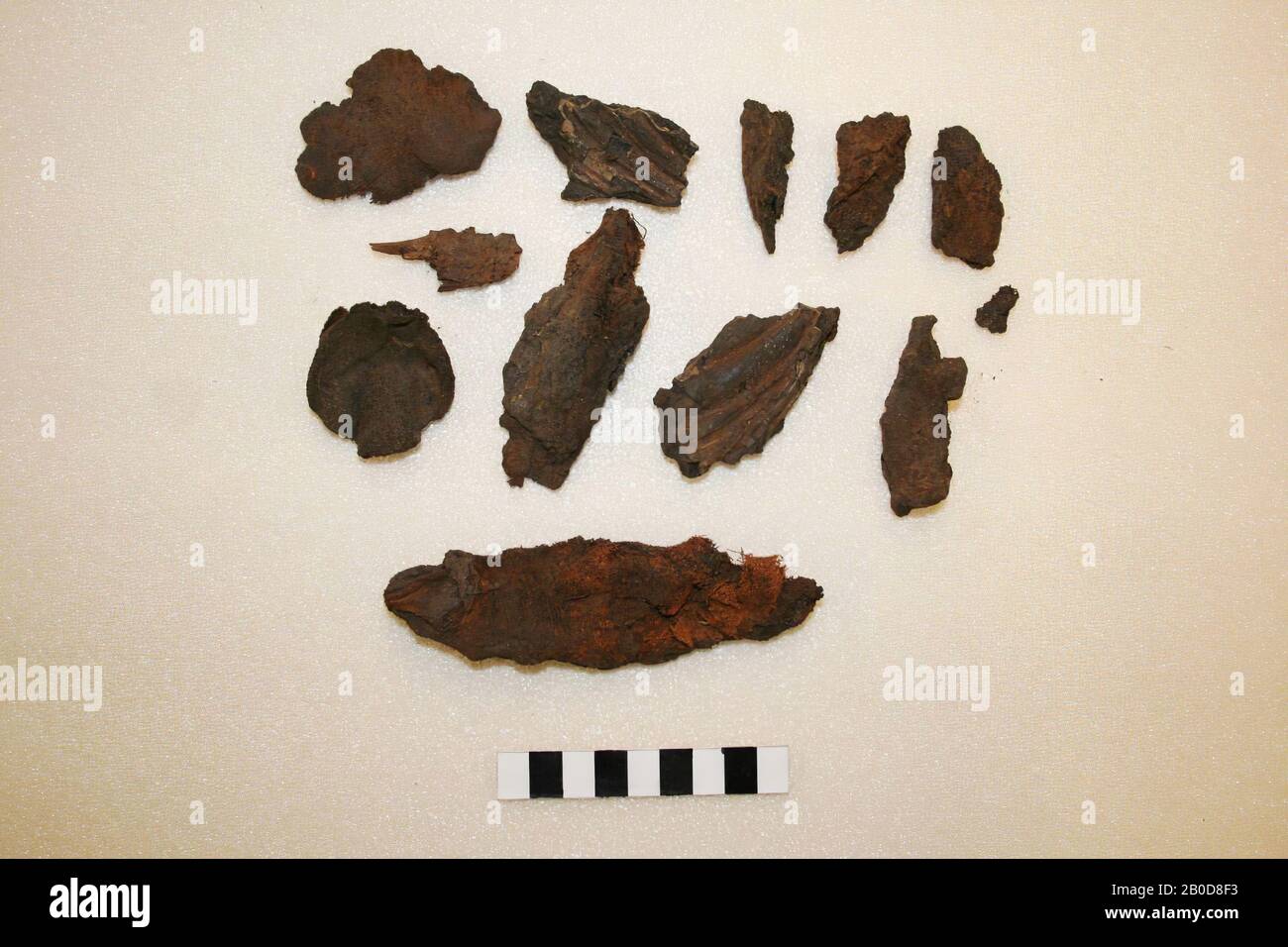 Labeled paper bones hi-res stock photography and images - Alamy