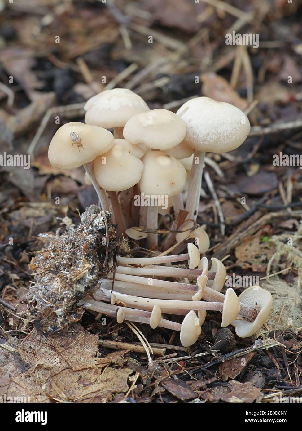 Gymnopus confluens, known as the Clustered Toughshank, wild mushroom ...