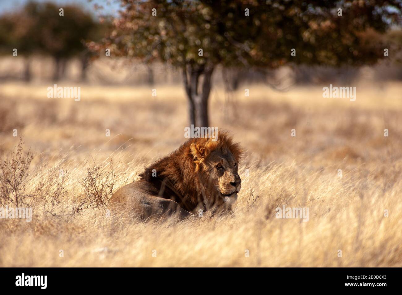 Male lion (Panthera leo) on the open savanna, Etosha National Park ...