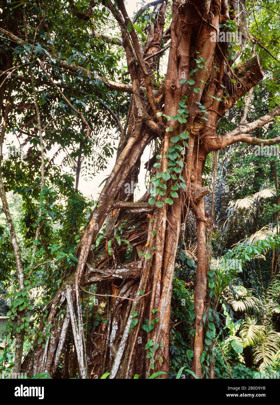 Strangling Fig, Ficus sp. Malaysia Stock Photo - Alamy