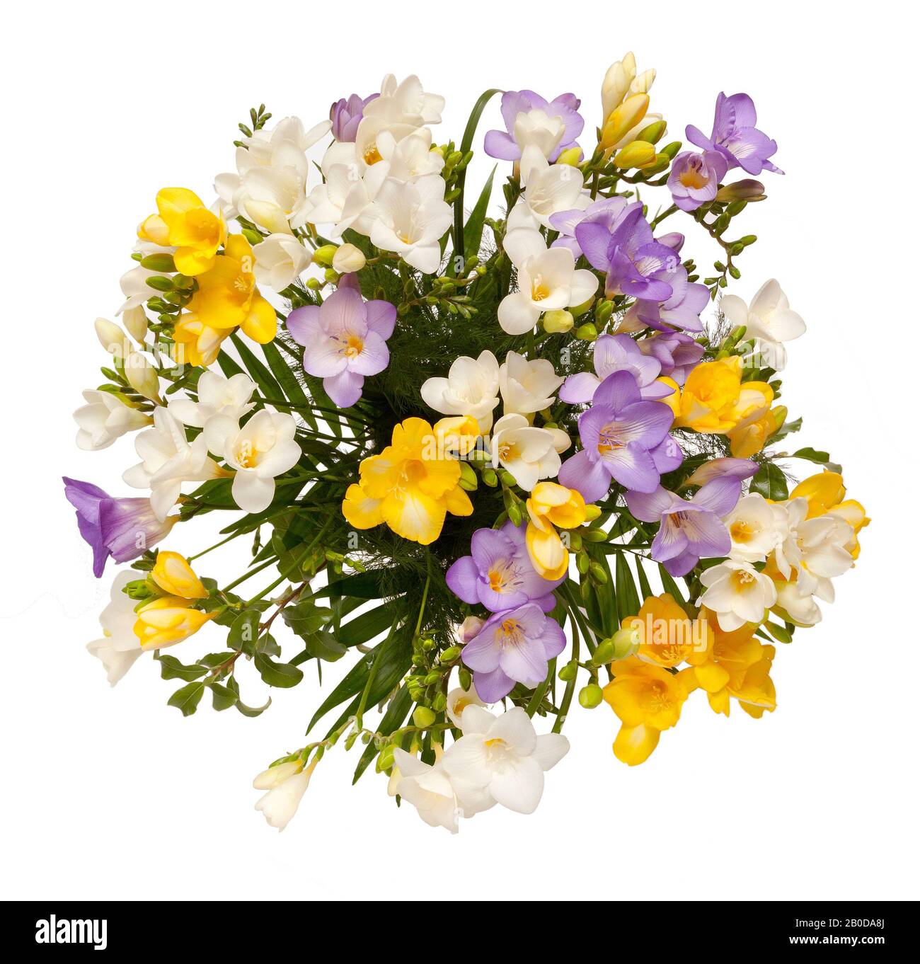 Freesia flowers in bloom, white background Stock Photo - Alamy