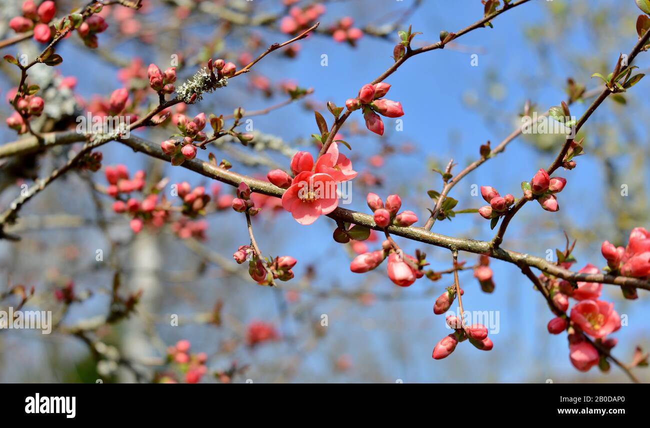 branches with pink blossom of a wild apple bush Stock Photo - Alamy