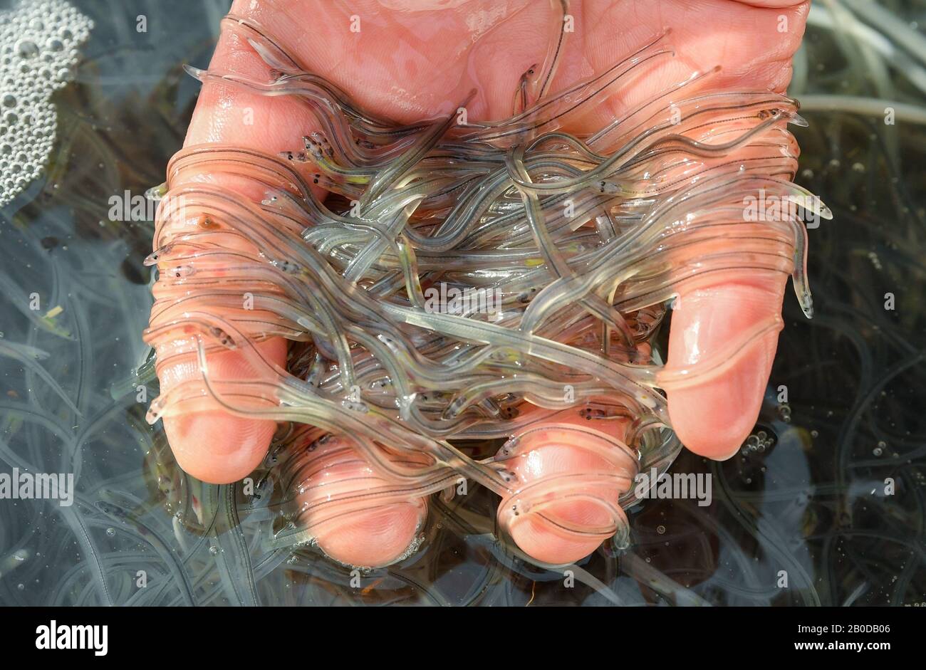 Sargasso Sea Eel High Resolution Stock Photography and Images - Alamy
