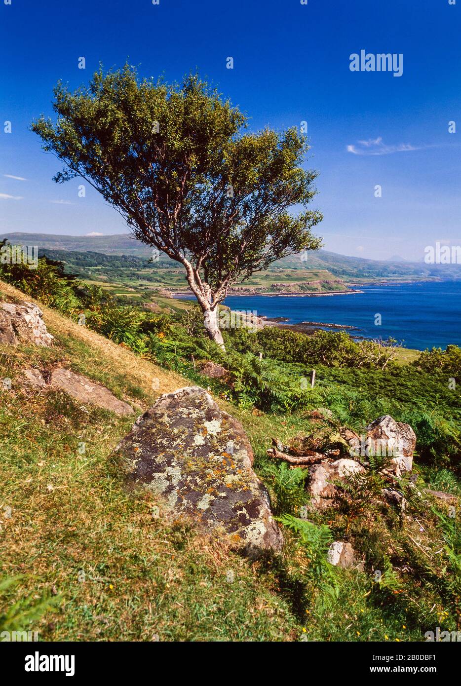 Scottish highlands landscape, windswept coastal tree, view looking West ...