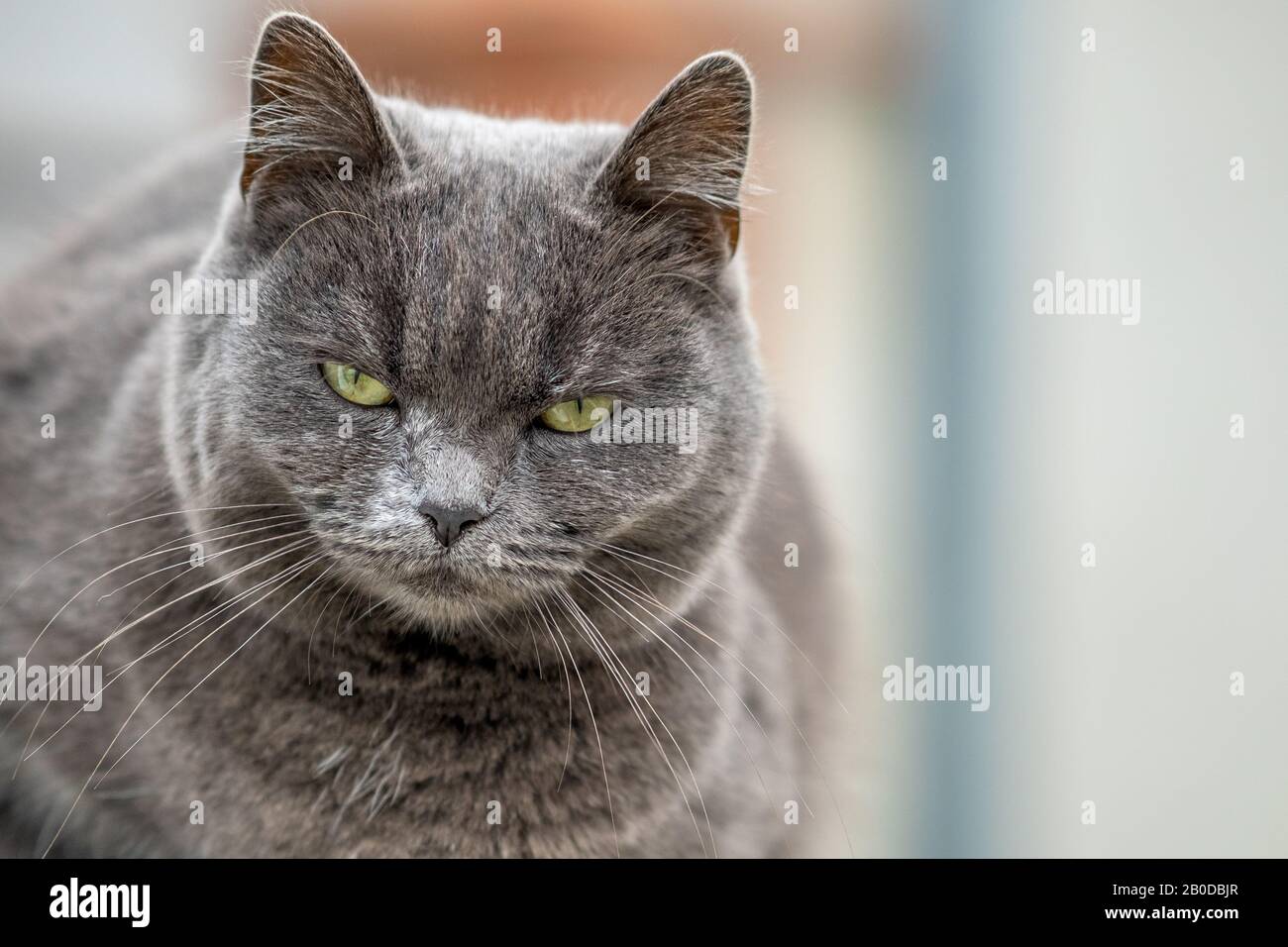 Closeup portrait of serious grey furry cat Stock Photo - Alamy