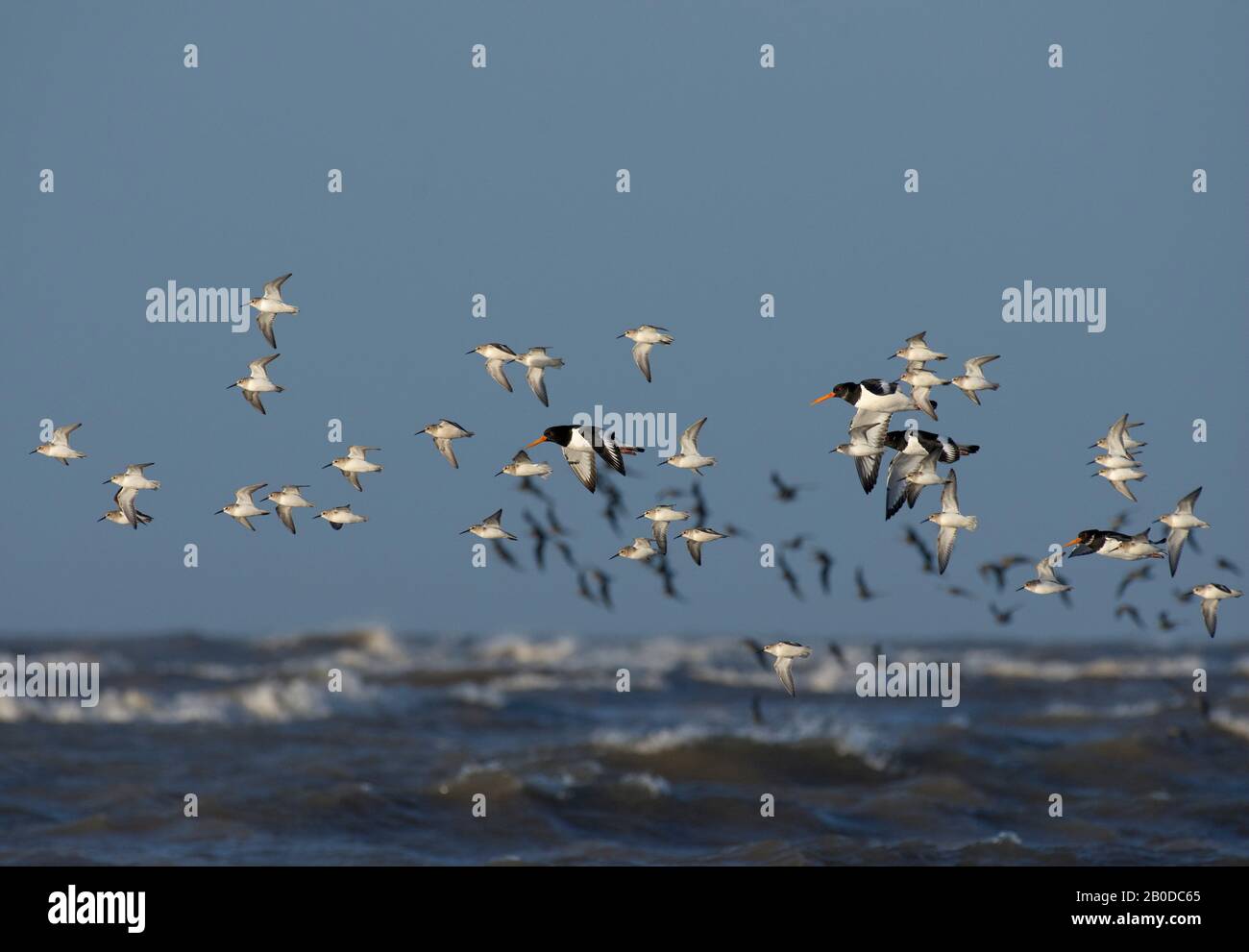 Sanderling, Calidris alba, flock in flight, Morecambe Bay, UK Stock ...