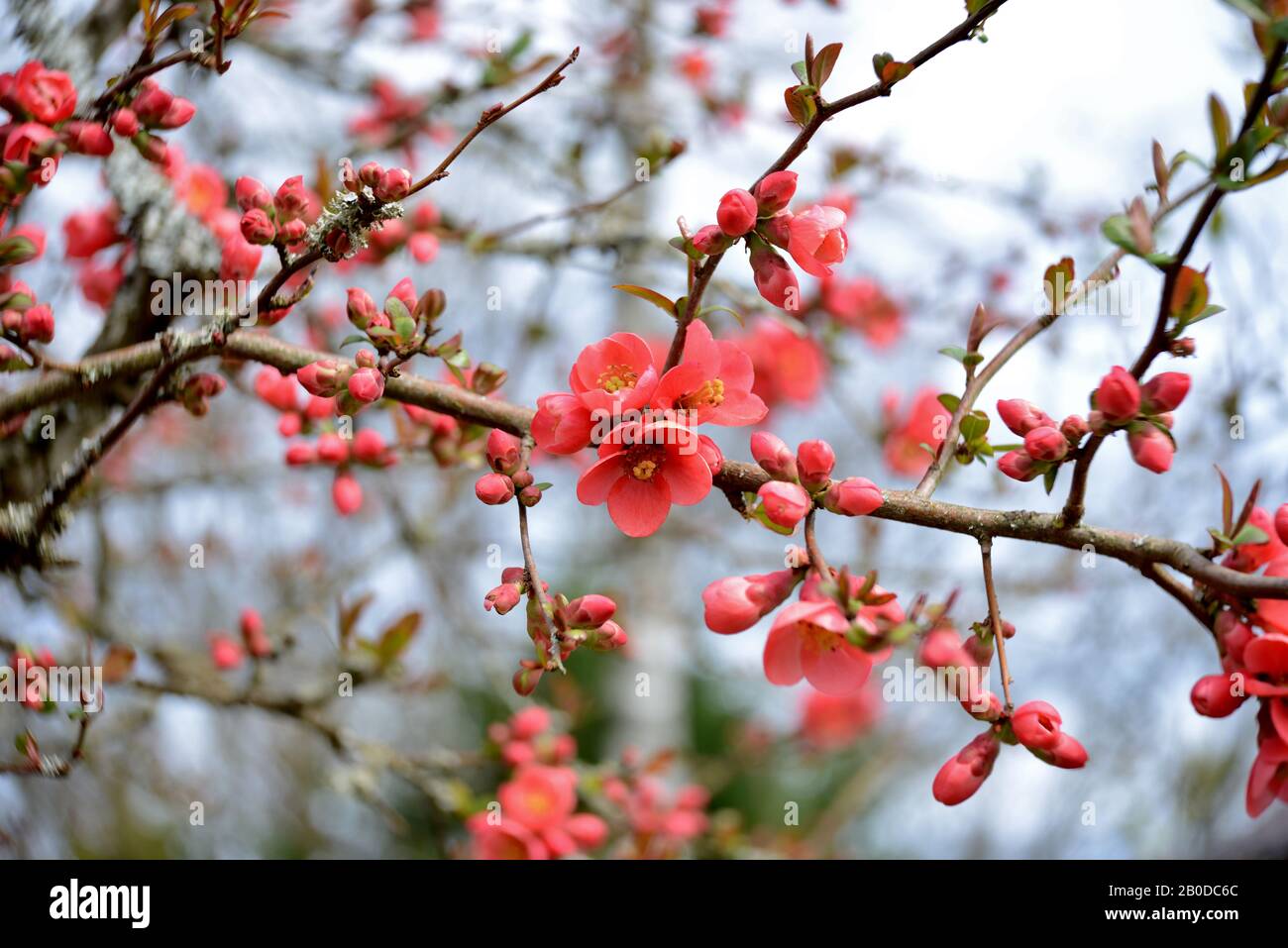 branches with blossom flowers and buds of a wild apple bush Stock Photo ...