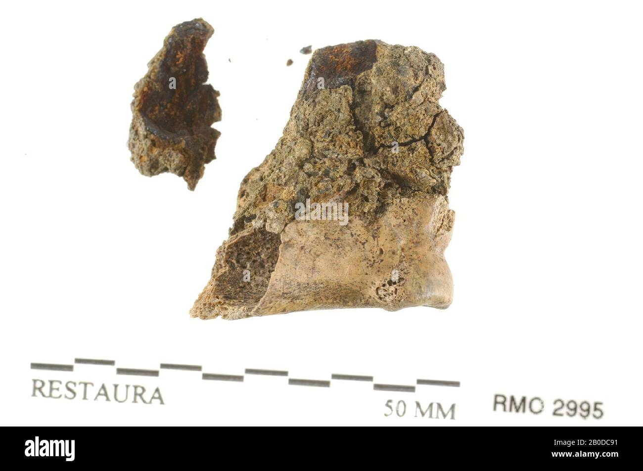 fragment with bone fragment (leg), fragment with bone fragment (leg ...