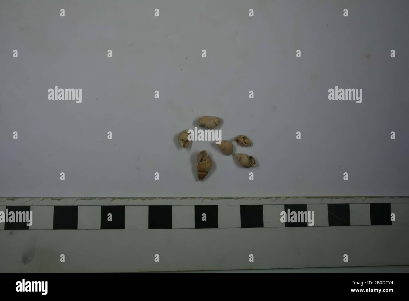 6 small shells hi-res stock photography and images - Alamy