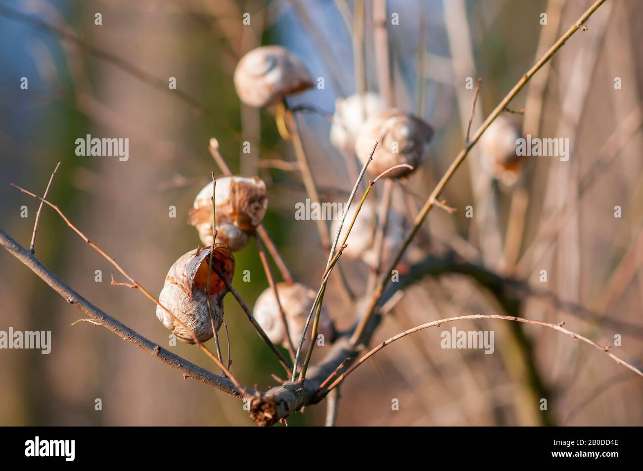 empty shells of Roman snail, Burgundy snail, edible snail or escargot ...